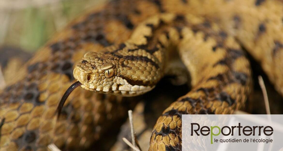 Tous les serpents sont désormais protégés en France | OnePlanete