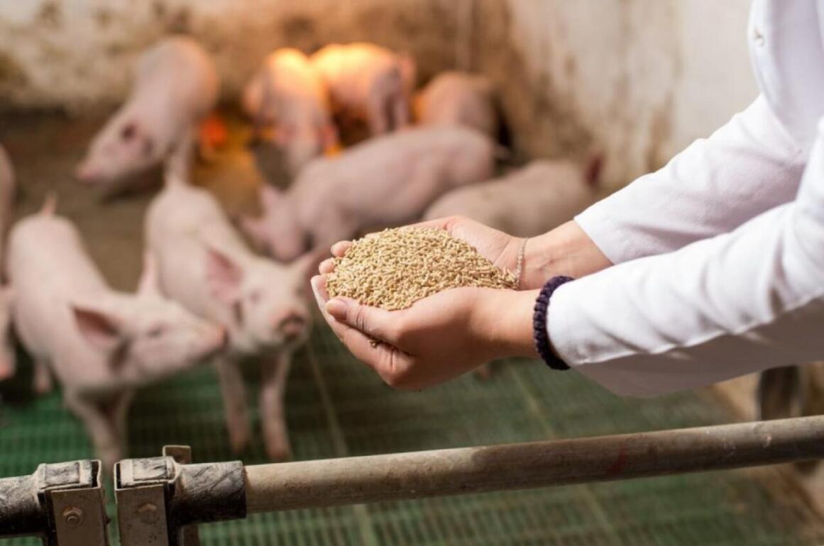 L’UE favorable au retour des farines animales pour nourrir porcs et ...