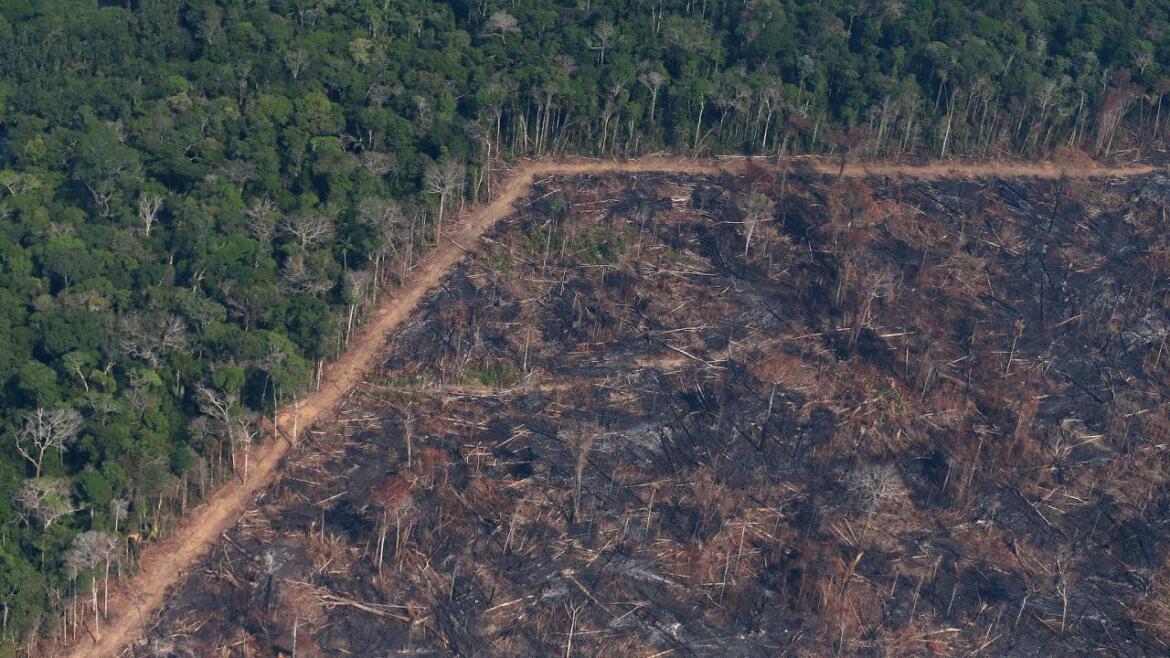 La plus grande forêt tropicale du monde n’arrive plus à se régénérer ...