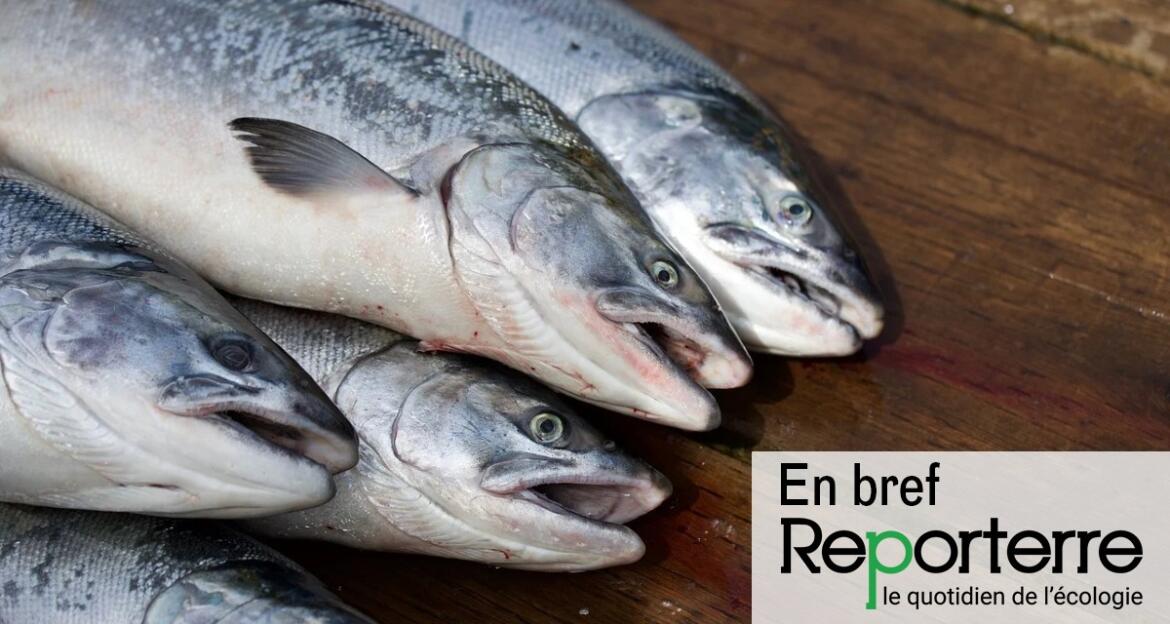 Aujourd'hui, fin de l'autonomie halieutique de la France | OnePlanete