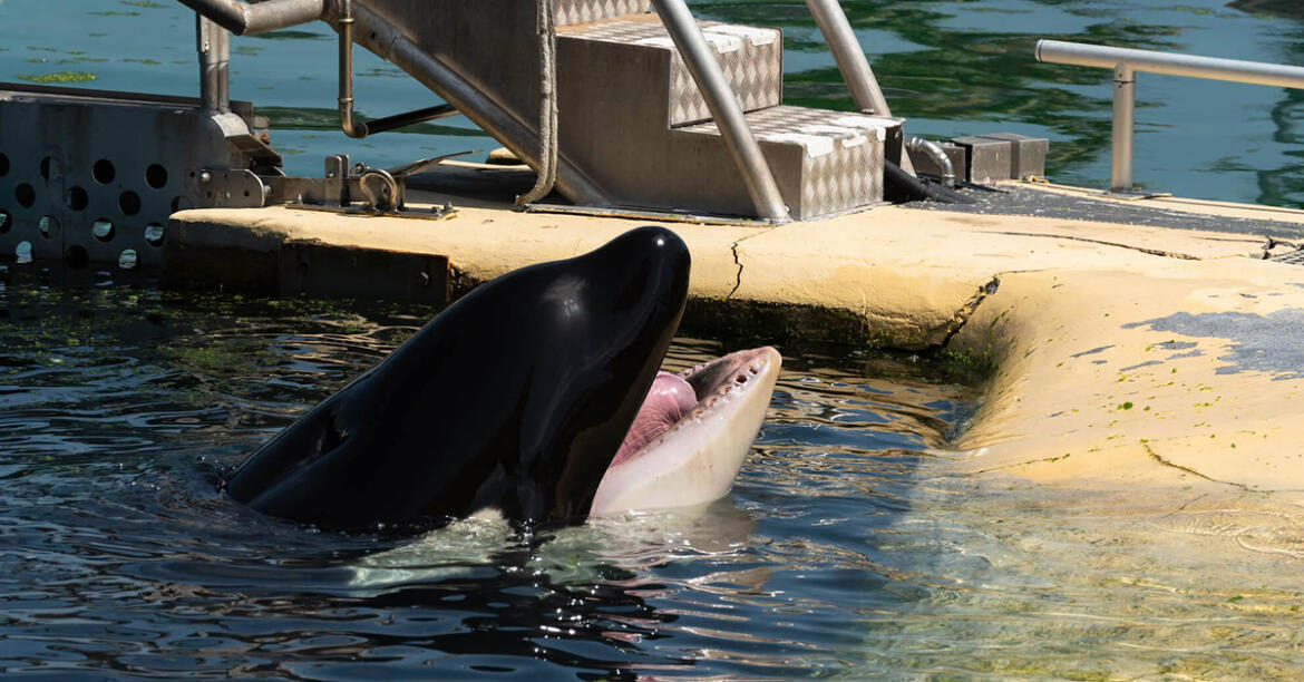 Inouk, la plus vieille orque de Marineland est en danger | OnePlanete