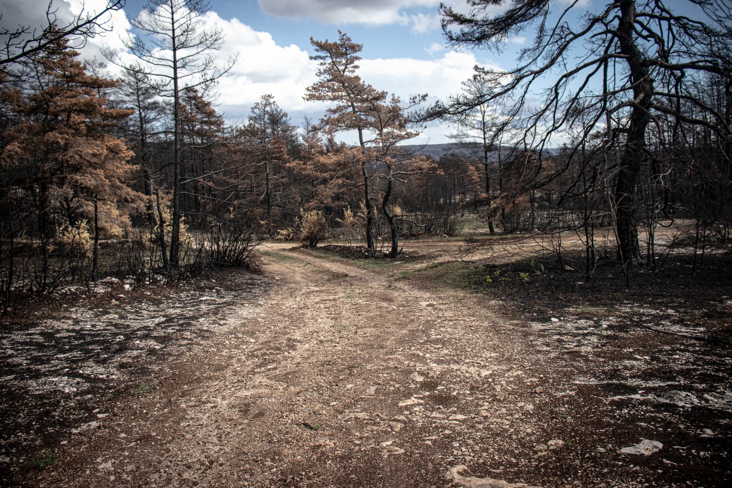 [Portfolio] La forêt a brûlé – Sur les traces de l’incendie de ...