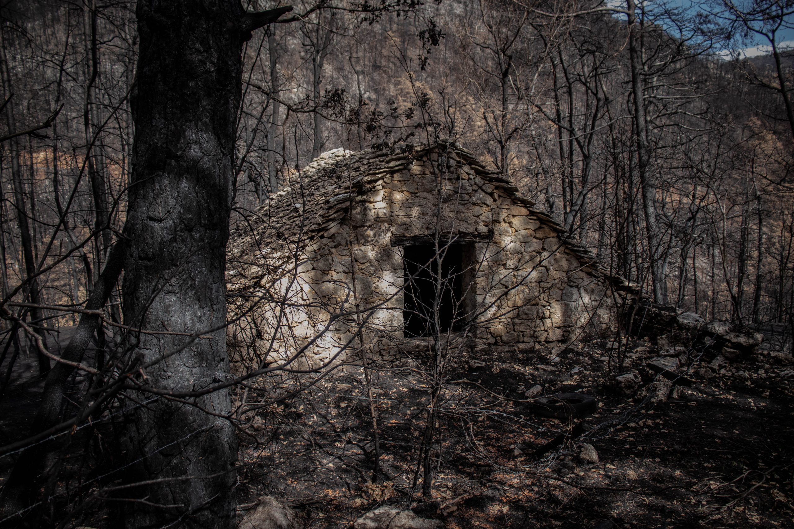 [Portfolio] La forêt a brûlé – Sur les traces de l’incendie de ...