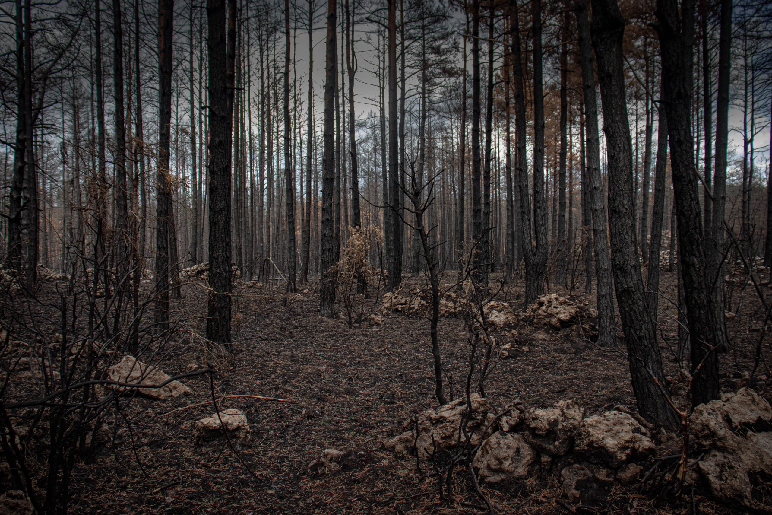 [Portfolio] La forêt a brûlé – Sur les traces de l’incendie de ...