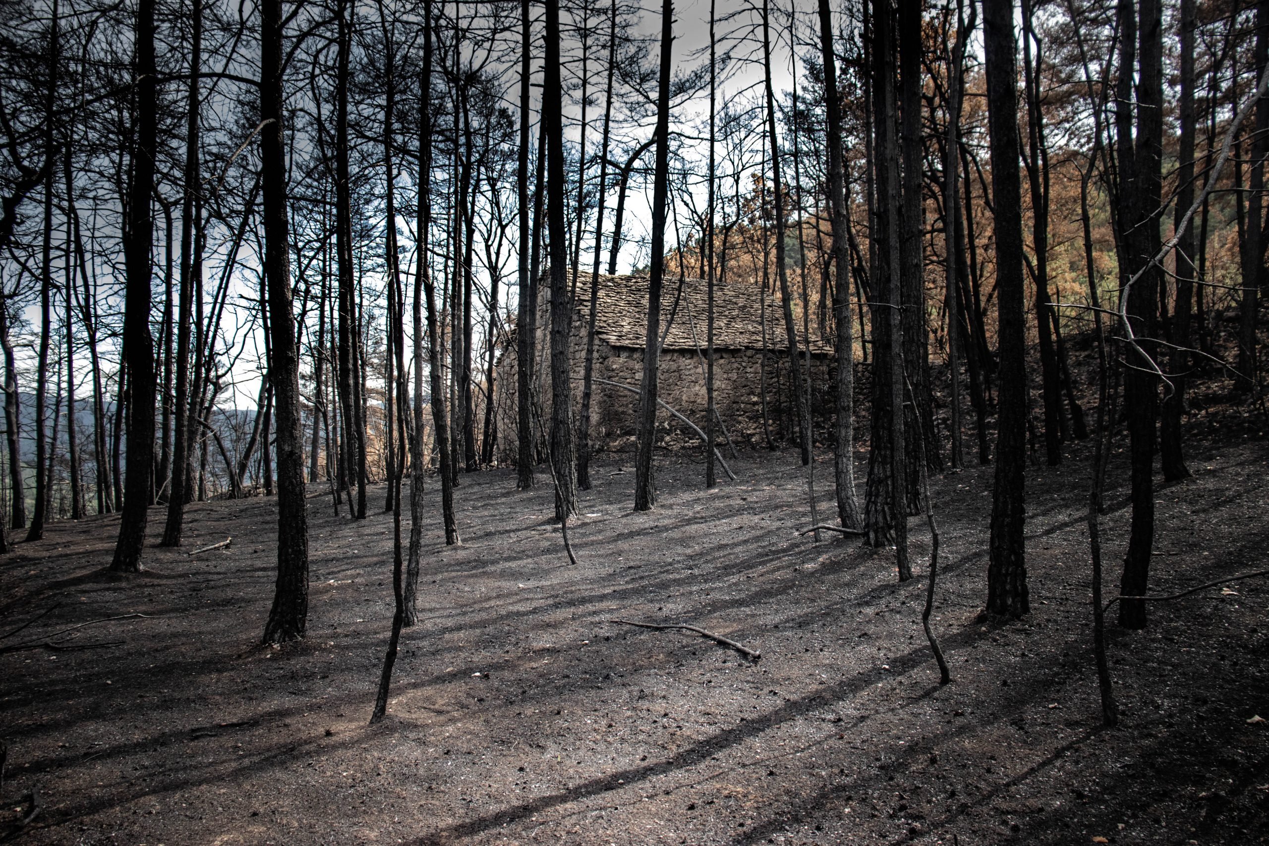 [Portfolio] La forêt a brûlé – Sur les traces de l’incendie de ...