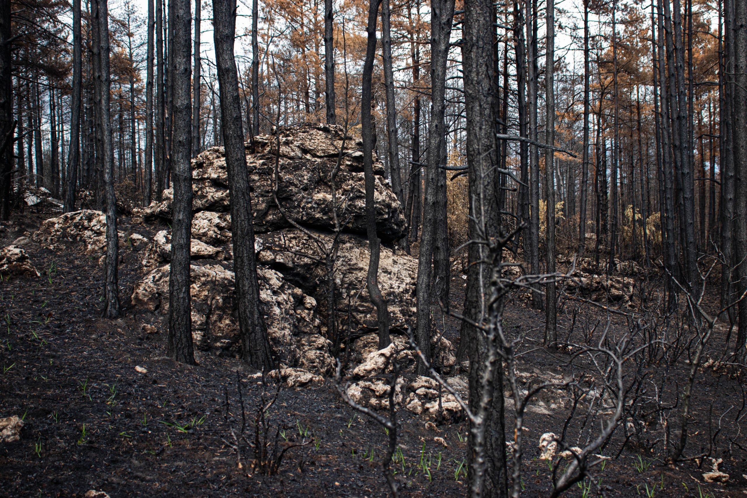 [Portfolio] La forêt a brûlé – Sur les traces de l’incendie de ...