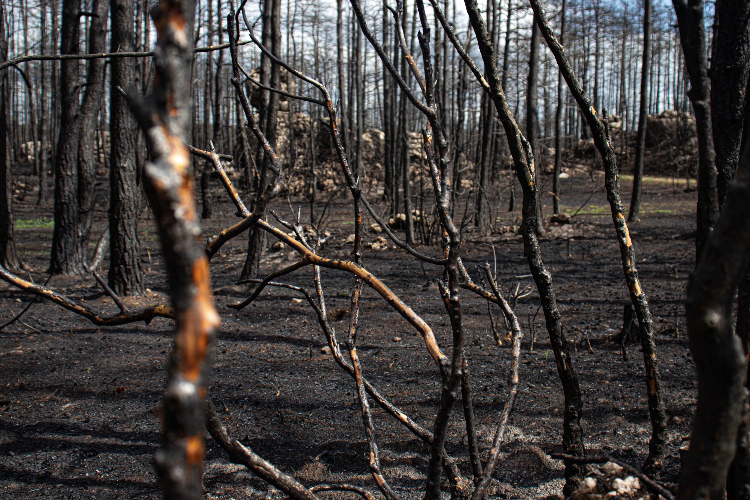 [Portfolio] La forêt a brûlé – Sur les traces de l’incendie de ...