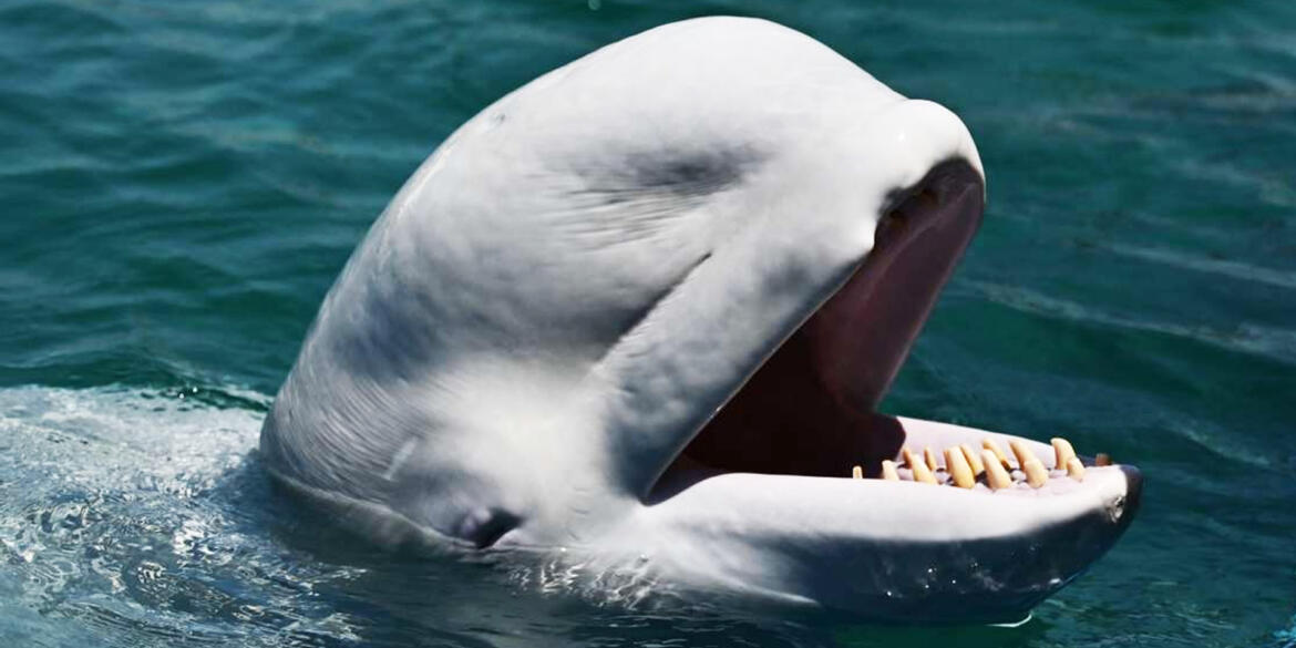 Mammifères marins dans la Seine : mais que se passe t-il vraiment ...