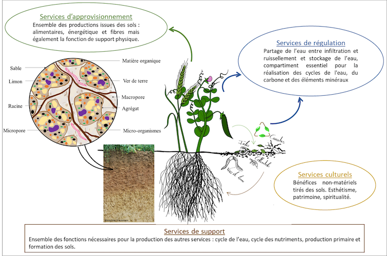 Des plantes pour protéger les sols du tassement et de l’érosion ...