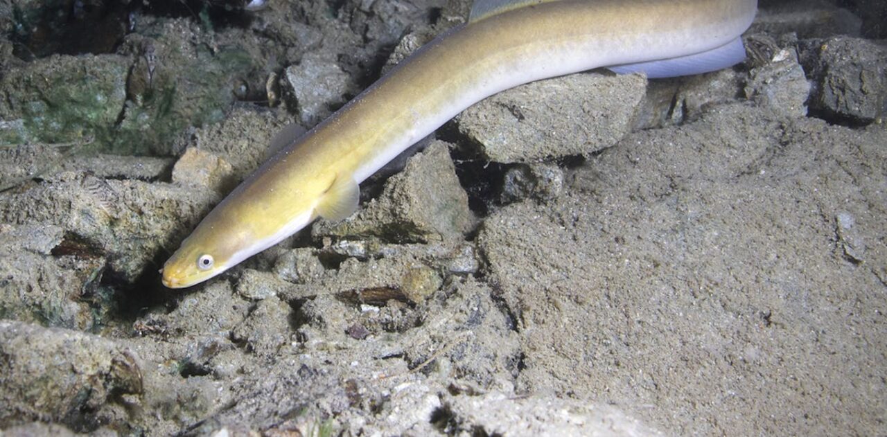 Les anguilles sont fascinantes – et nous devons cesser de les manger ...