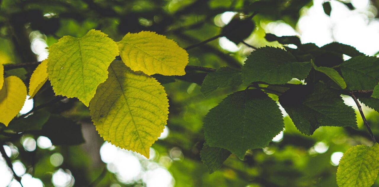 Forêts et parasites invasifs : et si on se trompait de suspect ... Forêts et parasites invasifs : et si on se trompait de suspect ...