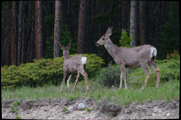 La « maladie du cerf zombie » s'étend aux États-Unis | OnePlanete