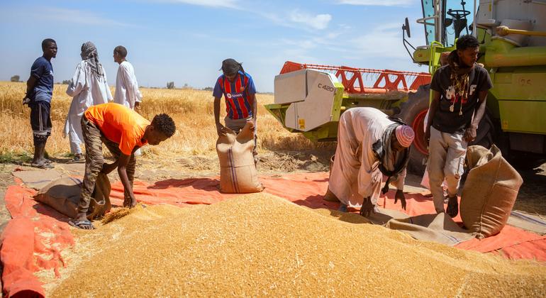 Le Soudan est confronté à une catastrophe alimentaire sans précédent, selon des agences de l’ONU ...