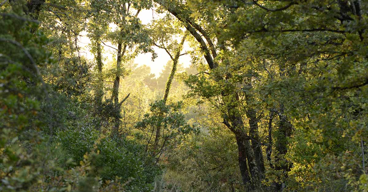 Dans le Var, 50 000 panneaux solaires menacent 130ha de forêt, abri d’une riche biodiversité ...
