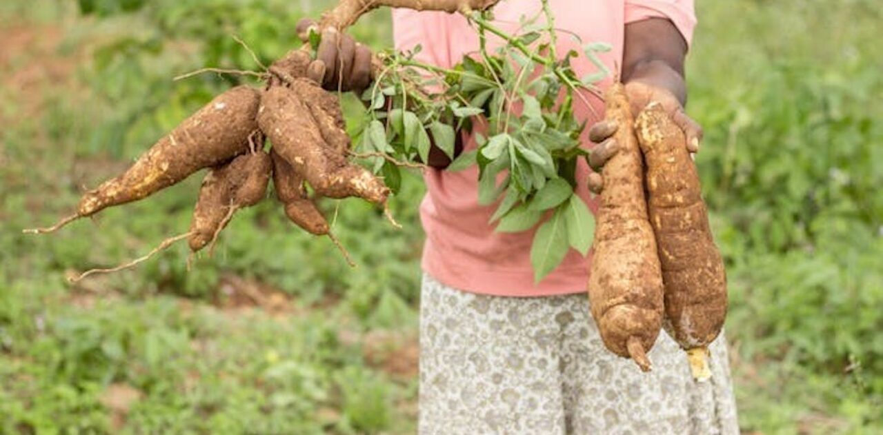 Sécurité alimentaire en Afrique : la gestion de l’eau sera vitale dans ...