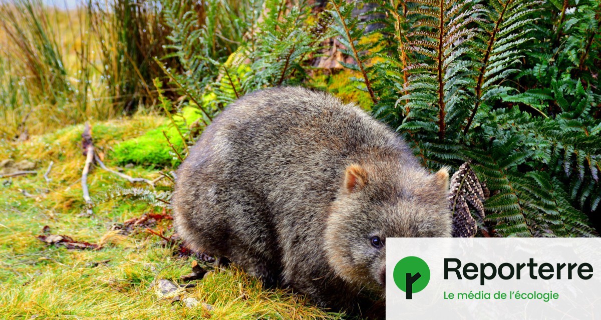 Une influenceuse fuit l'Australie après avoir arraché un bébé wombat à ...