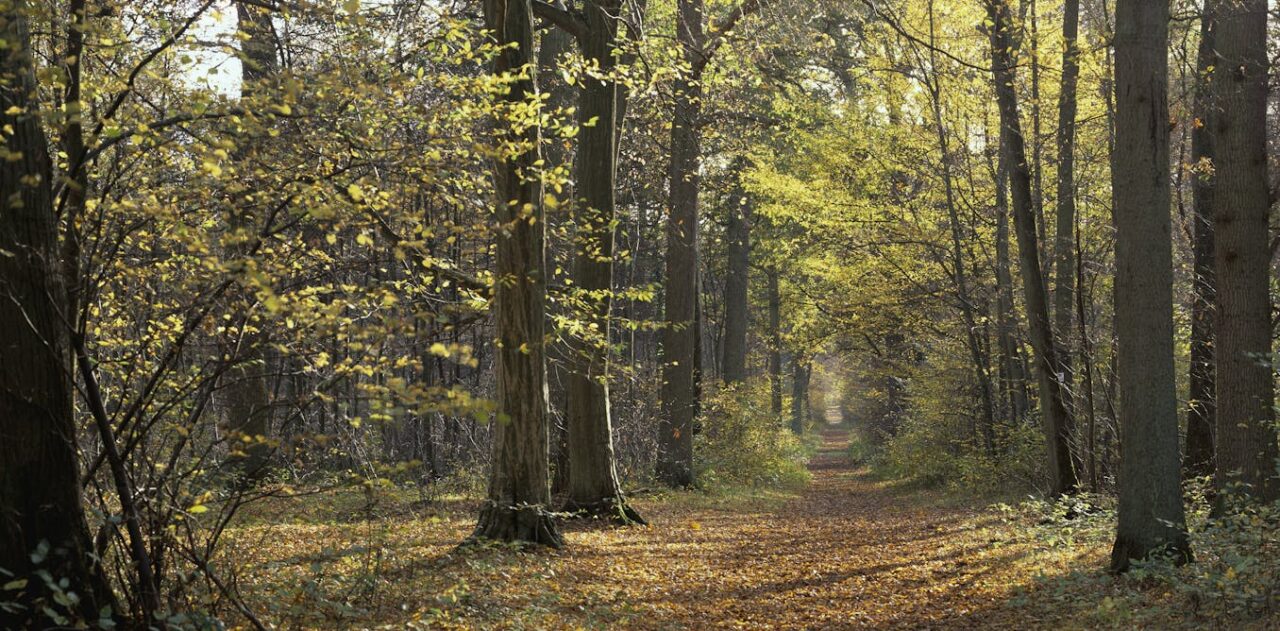 La renaissance de la forêt de Chantilly après une situation de crise ...
