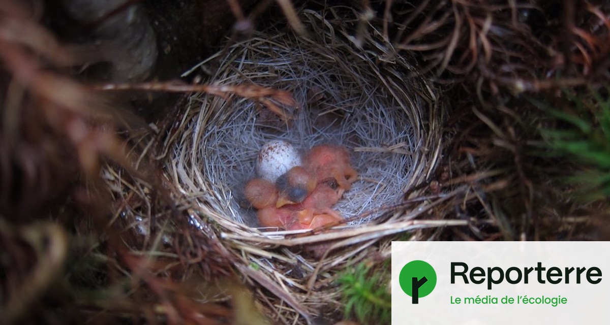 Les oiseaux pourraient utiliser des objets comme épouvantail | OnePlanete