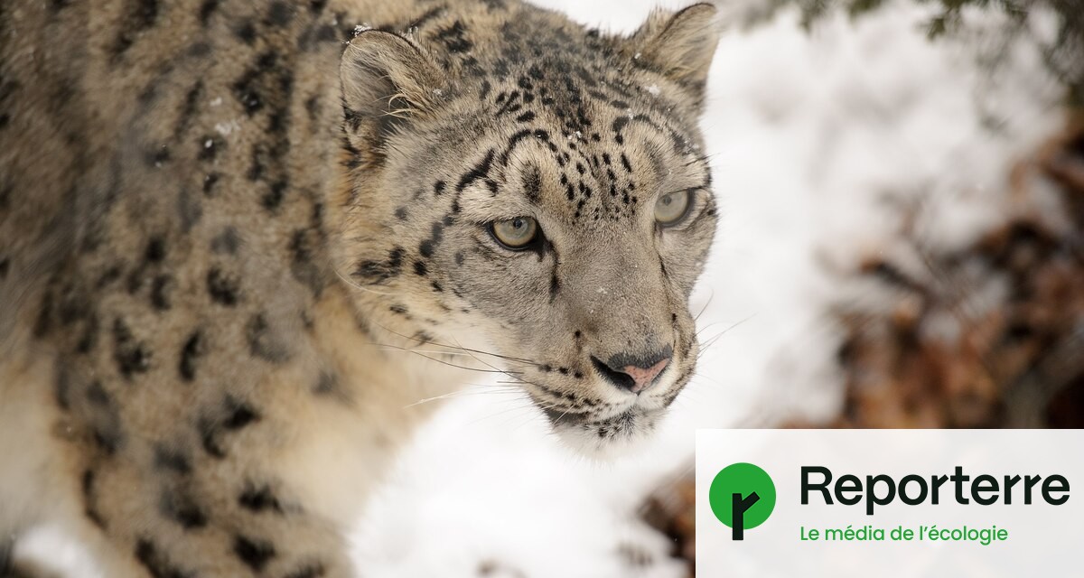 Près de 400 panthères des neiges recensées au Népal | OnePlanete