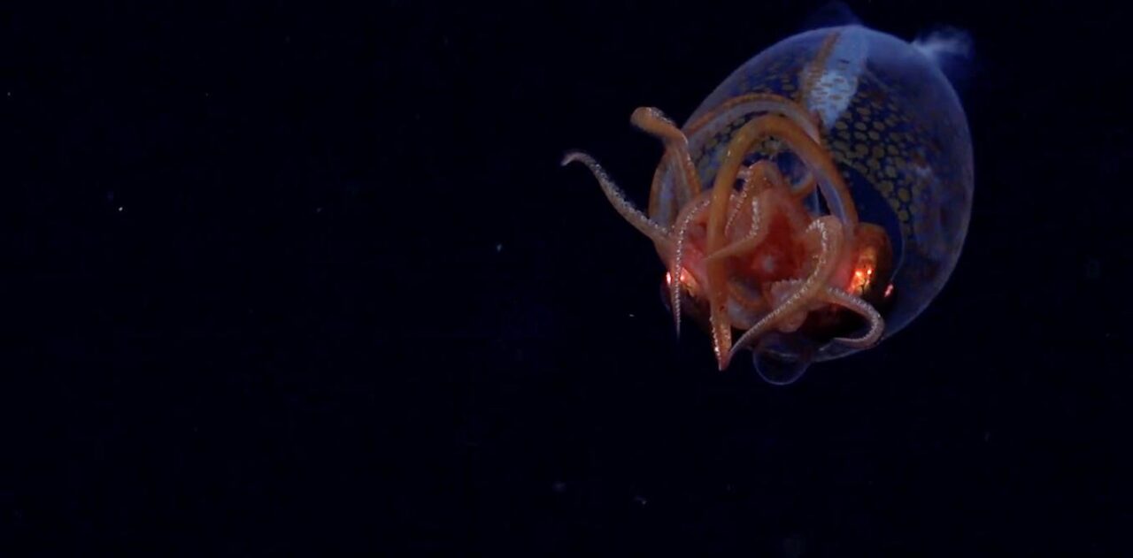 Les premières images d’un calamar colossal dans les fonds marins prises ...