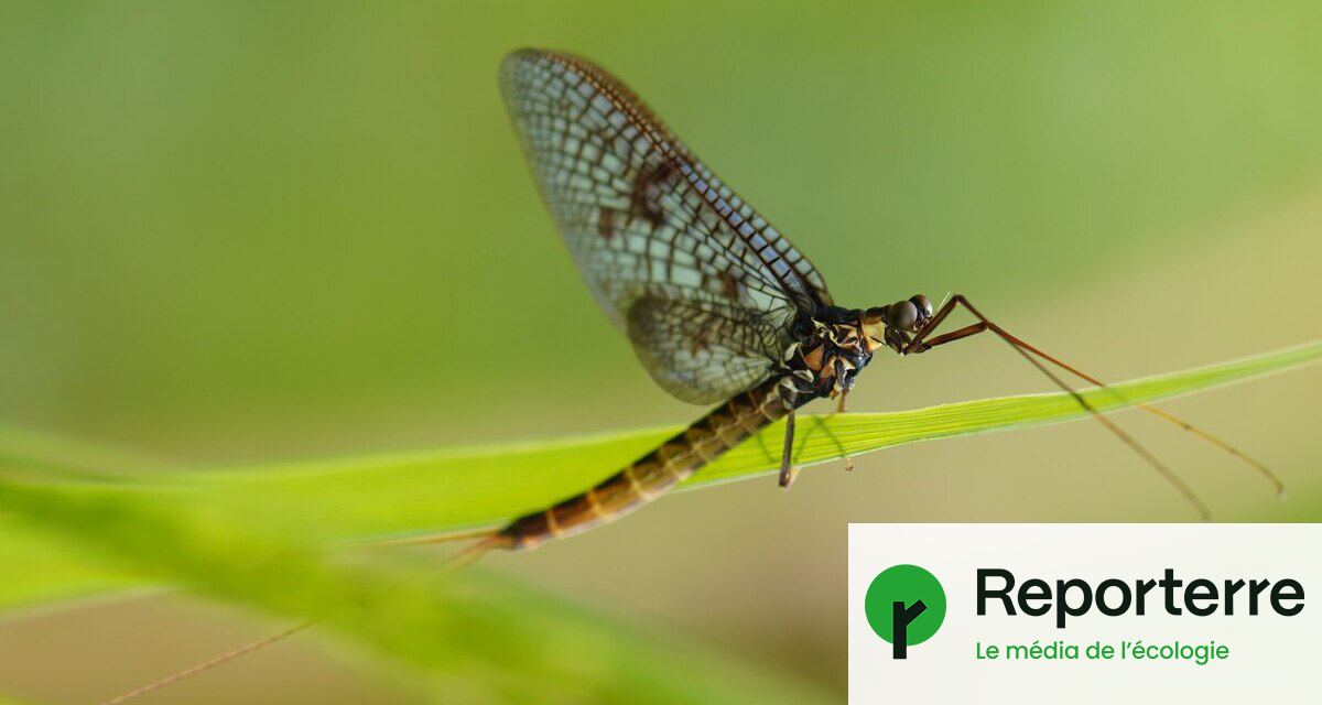 Une mouche de mai observée pour la première fois à Paris | OnePlanete
