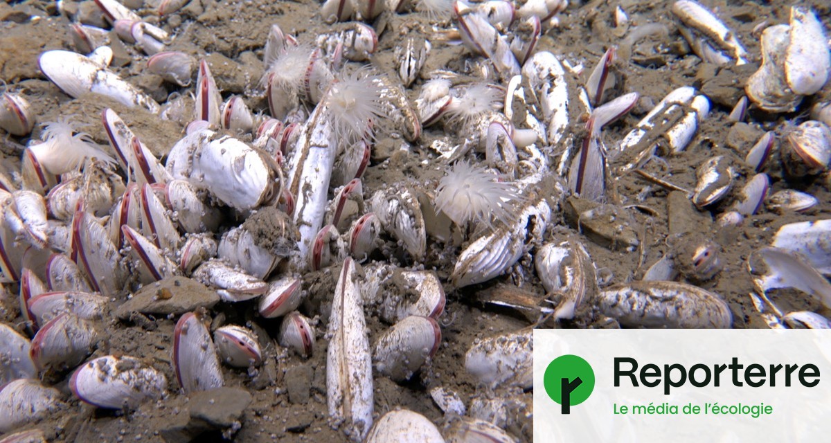 Des organismes vivants découverts à plus de 9 000 m de fond | OnePlanete