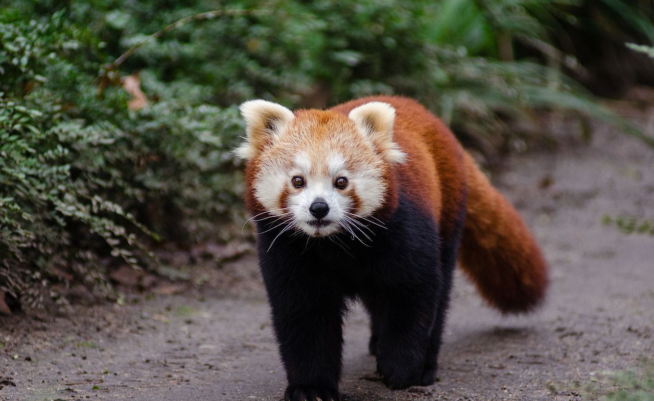 Panda roux, vélorution, et Formule 1 : les 10 bonnes nouvelles de la ...