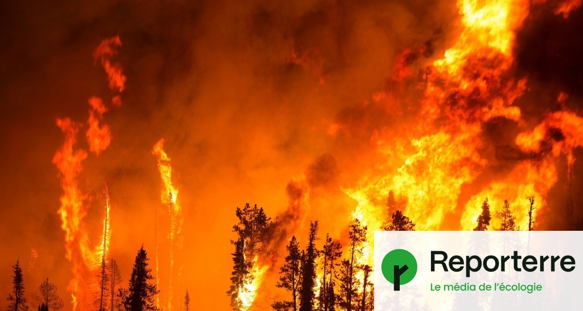 La fumée des feux de forêt pourrait causer 1,4 million de morts d'ici à ...