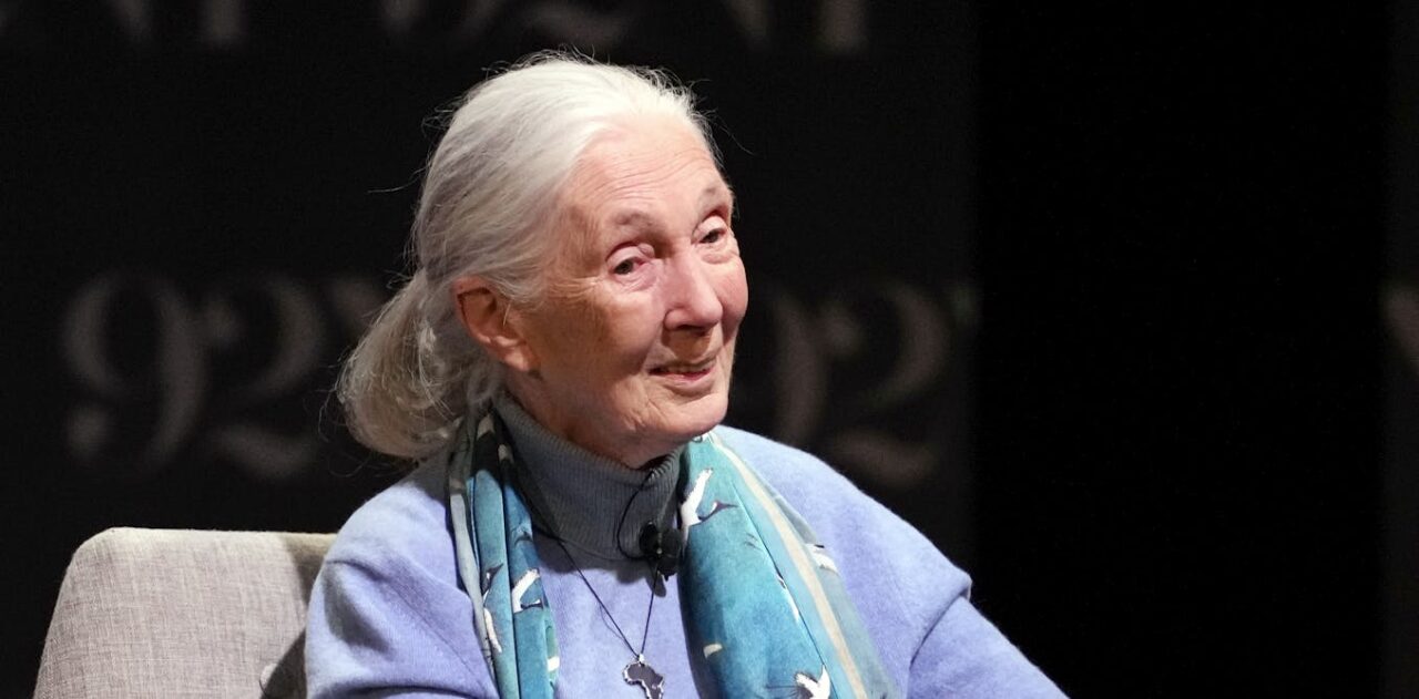 Jane Goodall, la discrète révolutionnaire dont les recherches sur les ...