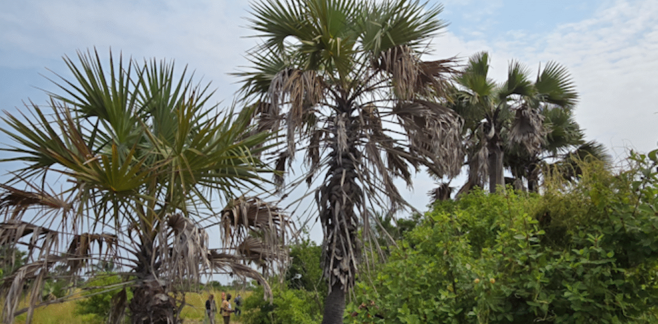 Le plan des botanistes pour enrayer le déclin des palmiers en Afrique ...