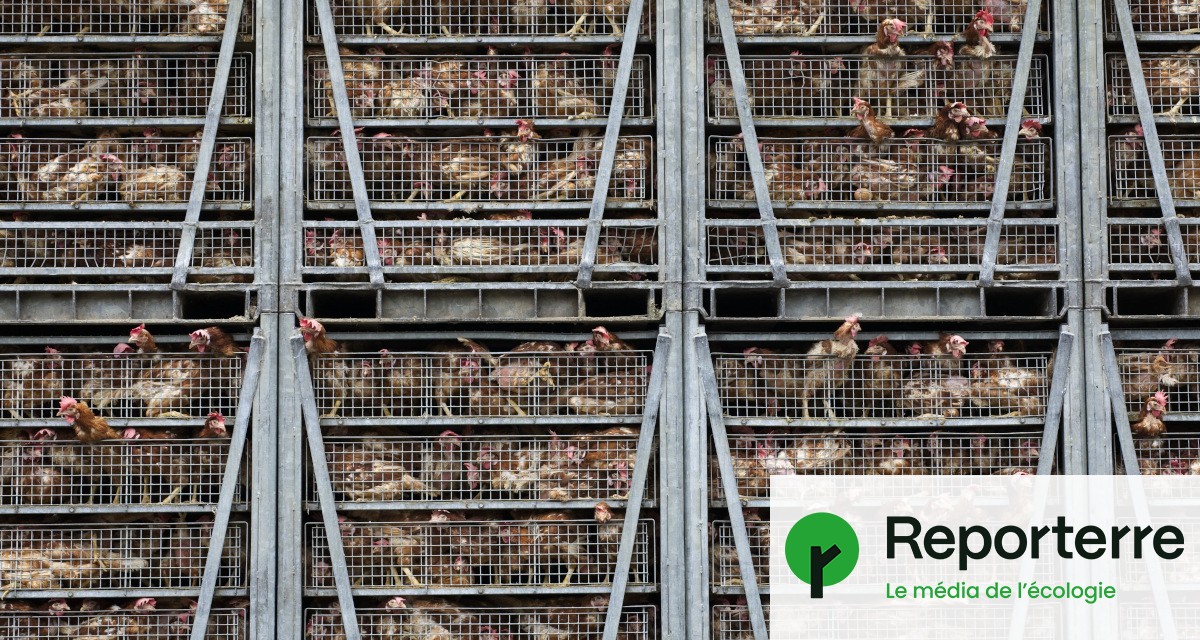 Élevage intensif en France : 172 millions d'animaux dans 1% des ...