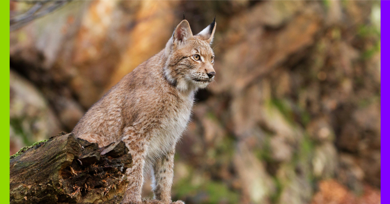 Tamoul, reconnaissance faciale et lynx : les 10 bonnes nouvelles de la ...
